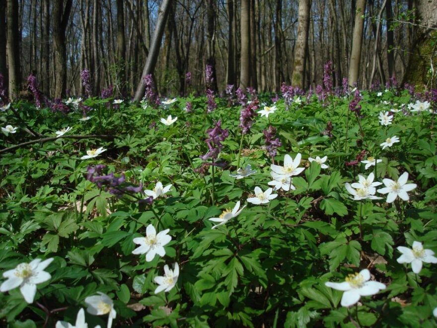 Ausflugstipp: „Die Bulau – das funkelnde Blütenjuwel“ - Erlensee Aktuell